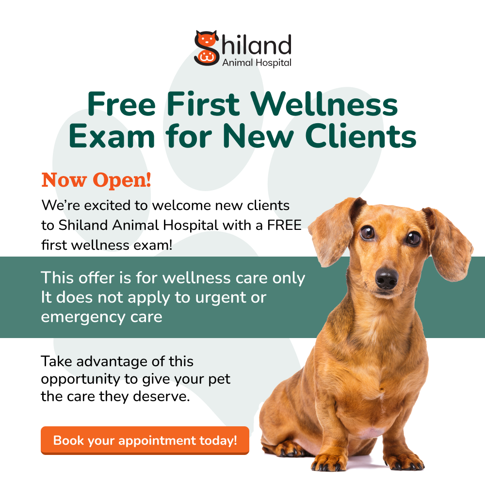 Veterinarian Rock Hill, SC | Shiland Animal Hospital